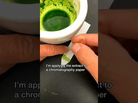#paper chromatography #ytshorts #science experiments