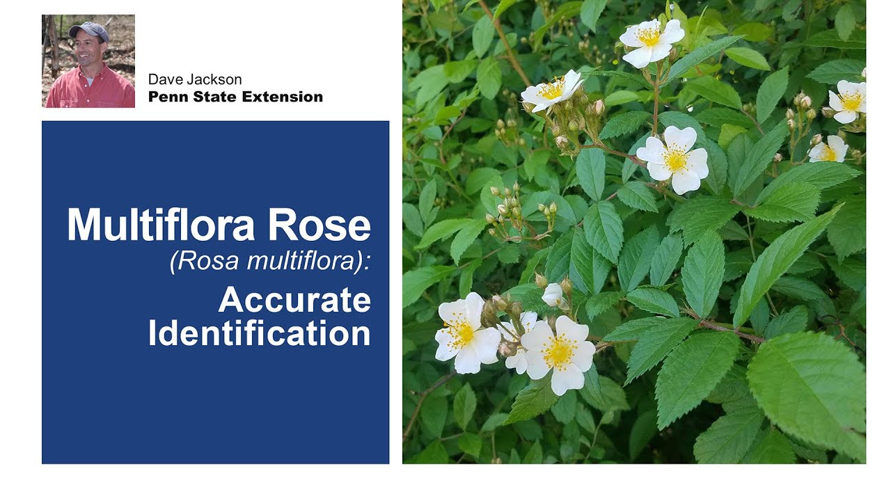 Multiflora Rose: Accurate Identification
