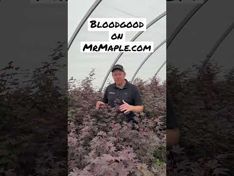 ‘Bloodgood’ Red Japanese Maple on MrMaple.com #mrmaple #japanesemaple #resjapanesemaple #red #garden
