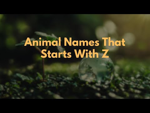 Animal Names That Starts With Z