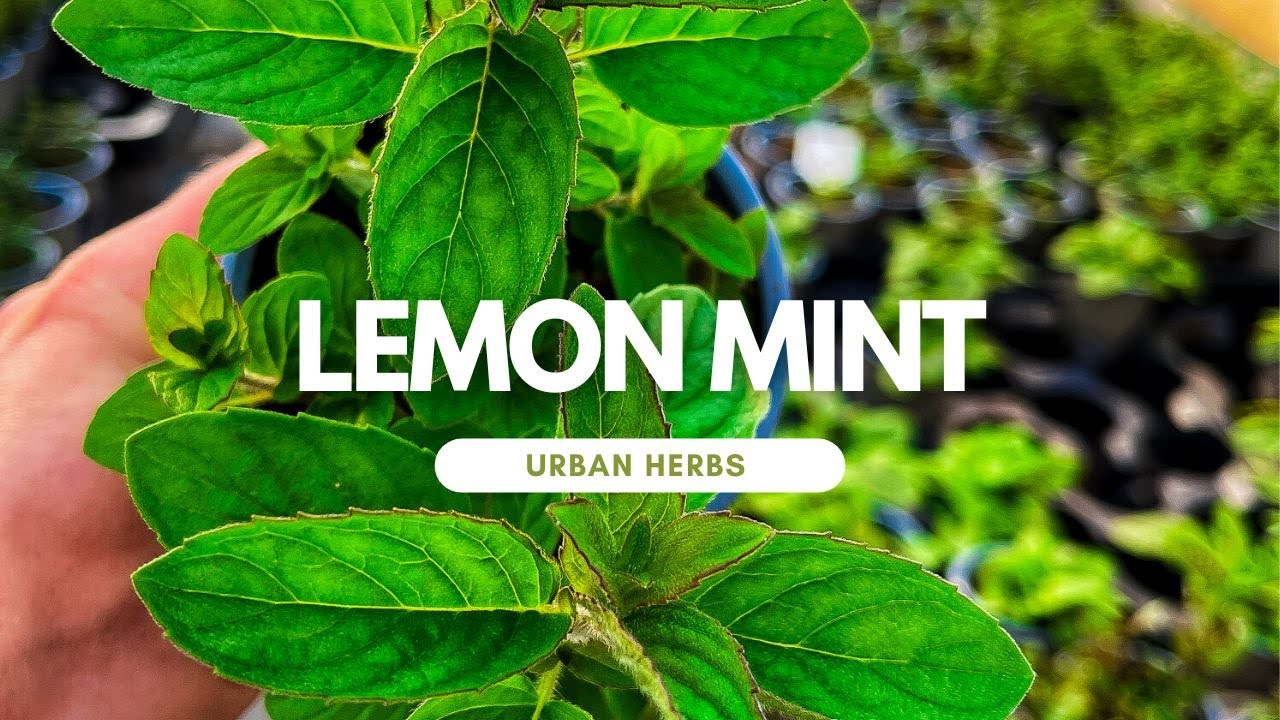 Introducing: Lemon Mint