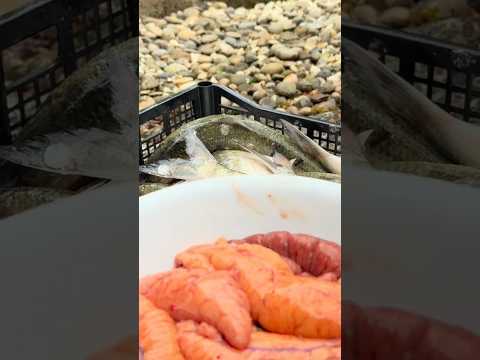 Shad roe is a delicacy