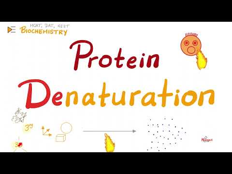 Denaturation of Proteins | Biochemistry 🧪