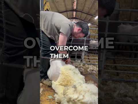 Learn the art of sheep shearing with Robbie Hislop's online coaching