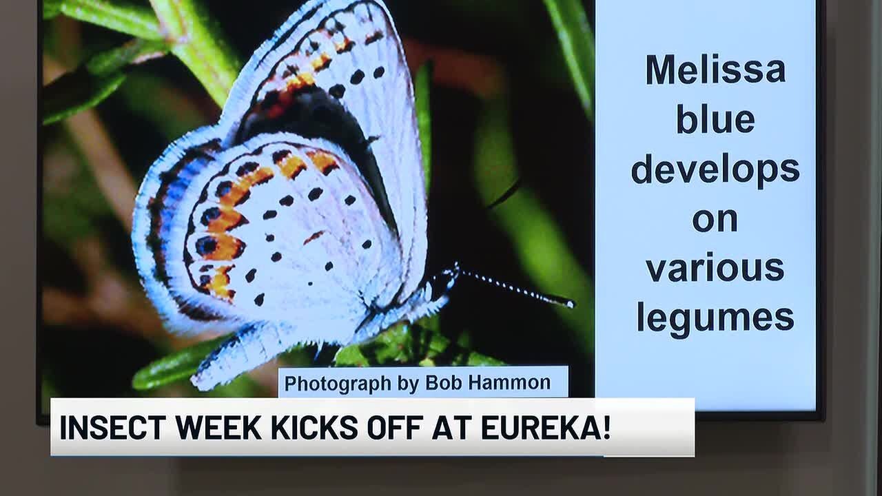 The buzz about bugs: Eureka Museum’s Insect Week celebrates tiny creatures