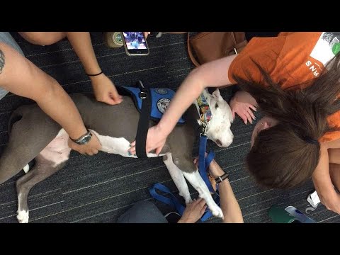 Therapy dogs help UT Students