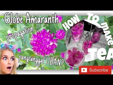 Gomphrena Globosa | Globe Amaranth | Botoncillo @emzsantillan1207