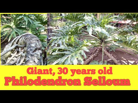 Giant Philodendron Selloum