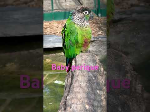 #Baby piroque natutulog sa ibabaw ng bato ang cute nya tingnan#viralvideo#shorts