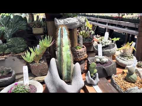 Two Amazing Designs: Pilocereus azureus & Hoodia gordonii π΅ππ
