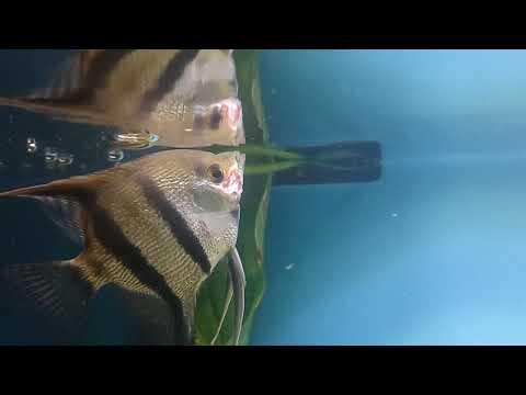 Very bad open sore on angelfish's cheek - Diseases - C.A.R.E.