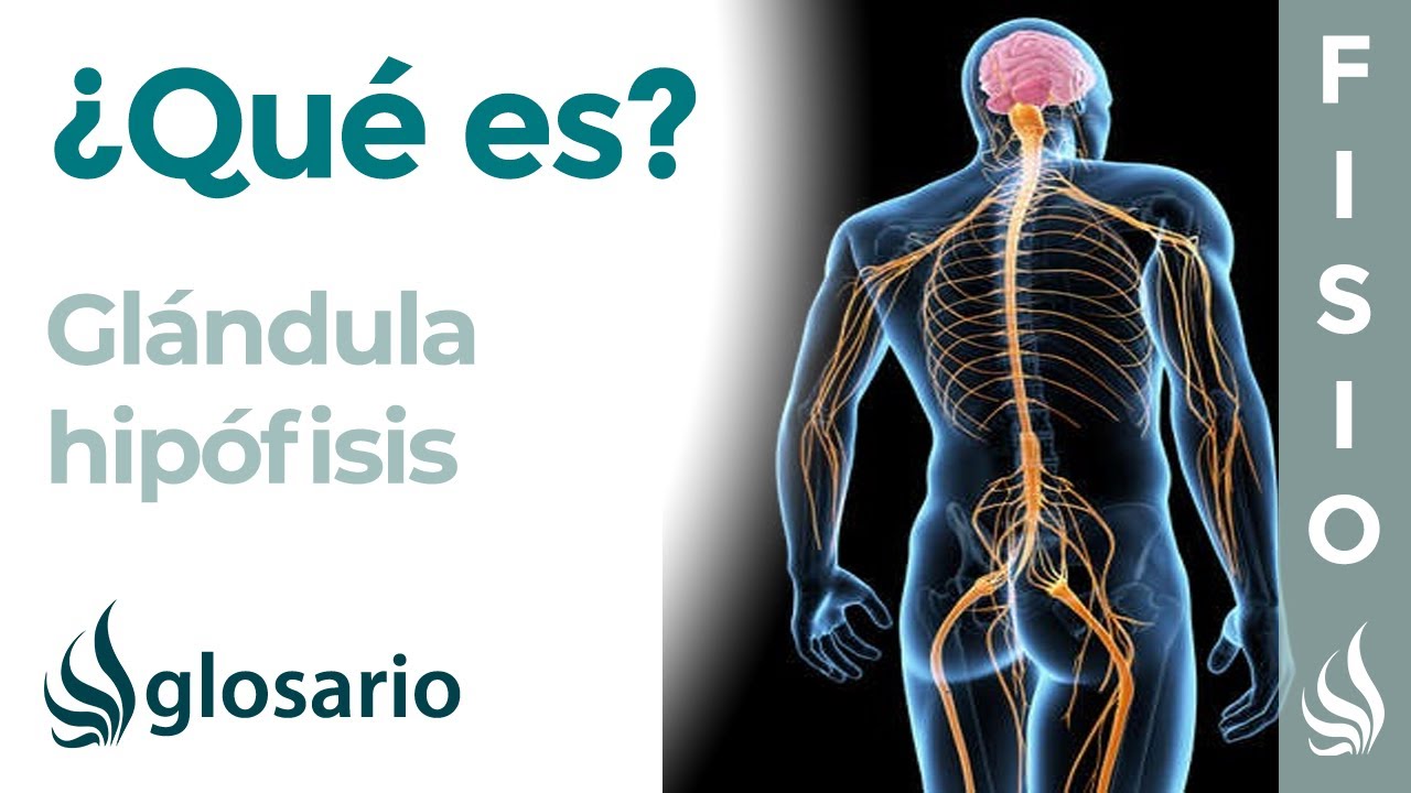 HIPÓFISIS | Qué es, ubicación, cómo funciona, qué hormonas produce y lesiones