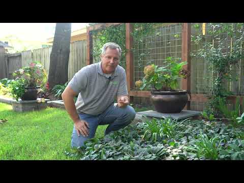 Ajuga Bugleweed - Archer Services