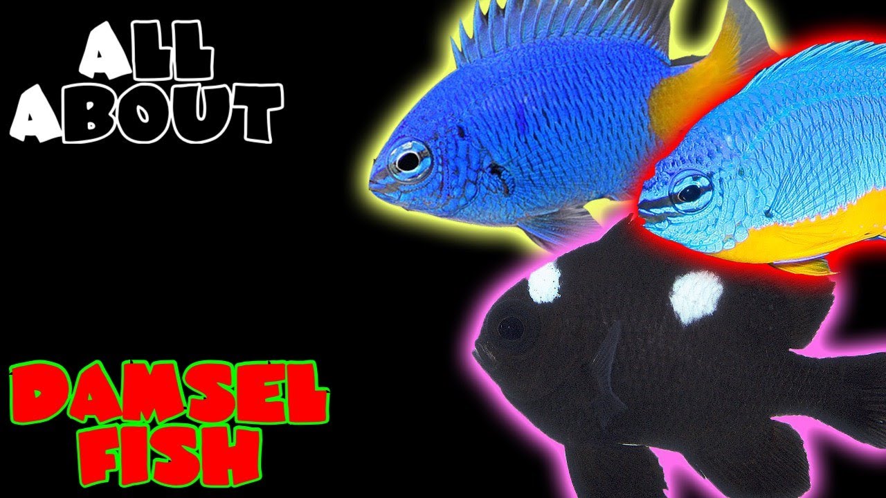 All About The Damselfish | Blue Kupang or Azure Damsel Yellow Tail Domino or Three Spot Damsel