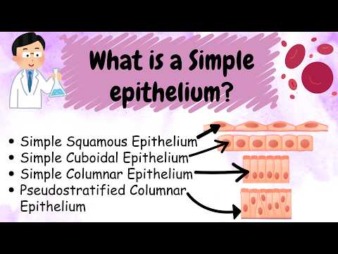 Epithelial Tissue Explained for Beginners | Classification of Epithelium