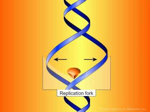 Fluoroquinolones: Mechanisms of Action and Resistance