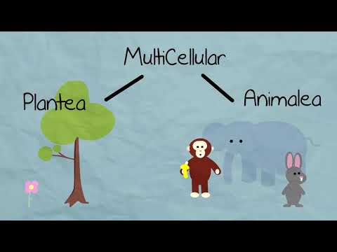 How are organisms classified? || Knowledge Platform