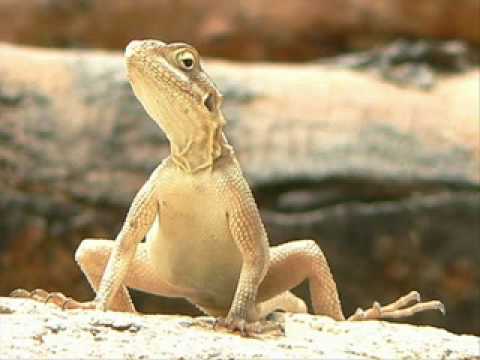 Free Online Animal Pictures [Free Online Animal Picture]