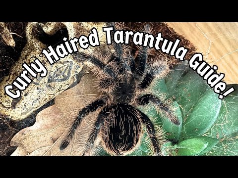 Curly Hair Tarantula Care Guide | Tliltocatl albopilosus Tarantula Tips | Spooderpods