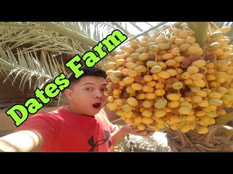 Date Palm Tree in Saudi Arabia