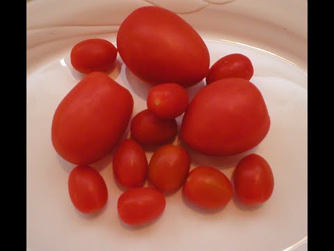 Nightshade Foods - Should we eat them?
