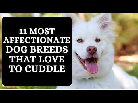 11 Most Affectionate Dog Breeds That Love to Cuddle