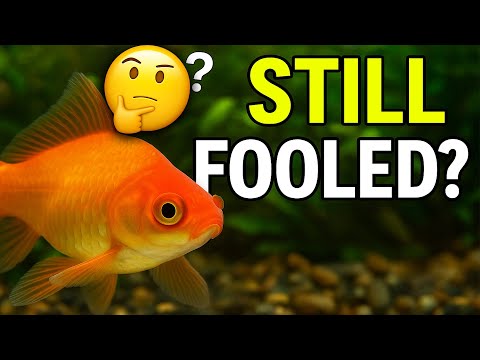 Top 5 Aquarium Myths That Still FOOL Beginners in 2025