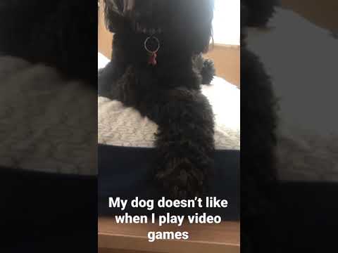My dog when he sees me playing video games