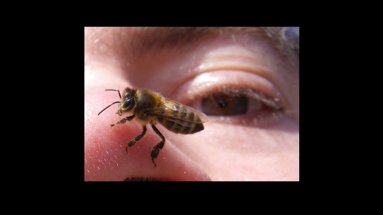 Talking and Listening to the Bees with Mark Winston