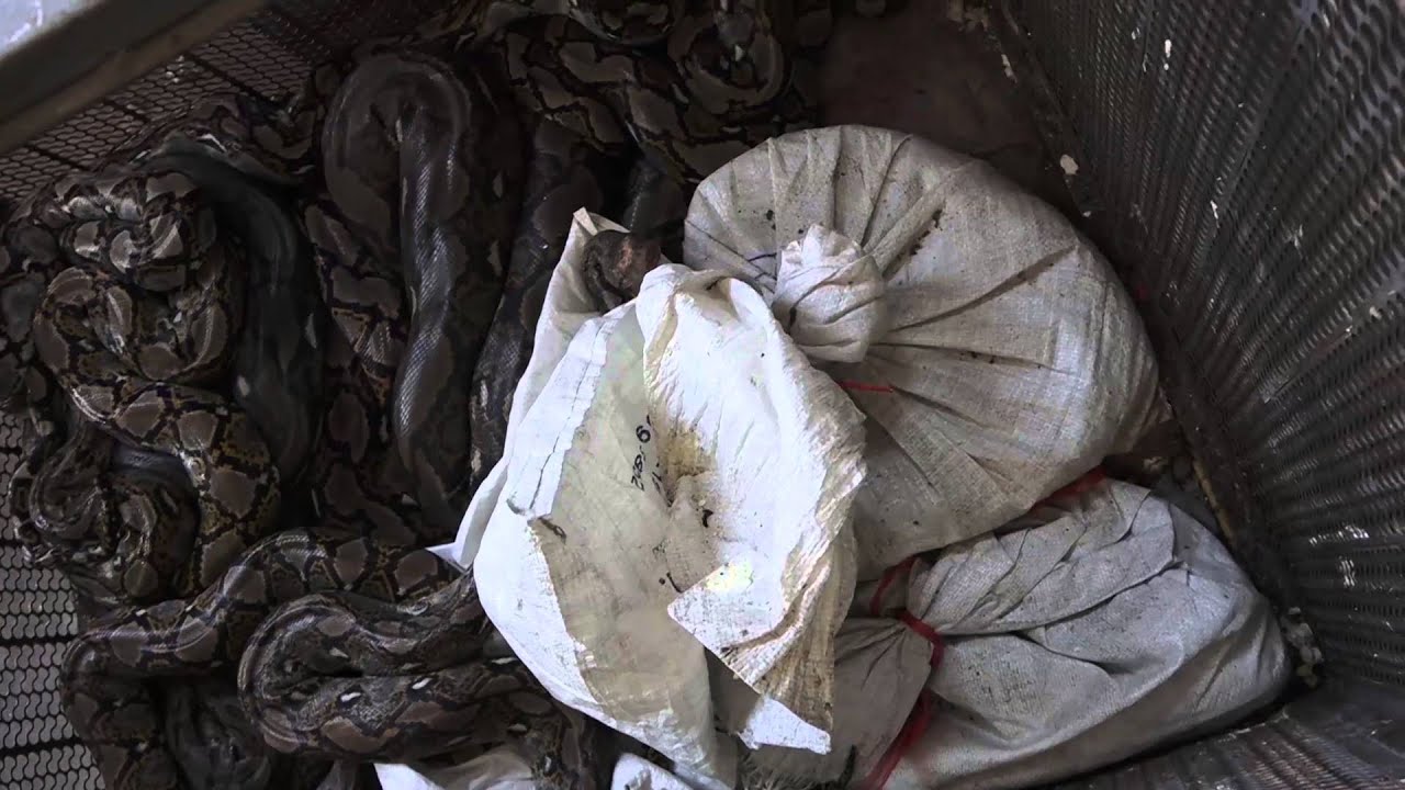 Snakes on a Plain: Bangkok's Python Problem