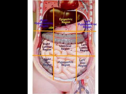 9 abdominal regions #medicine #healthcareequipment #medicalequipment