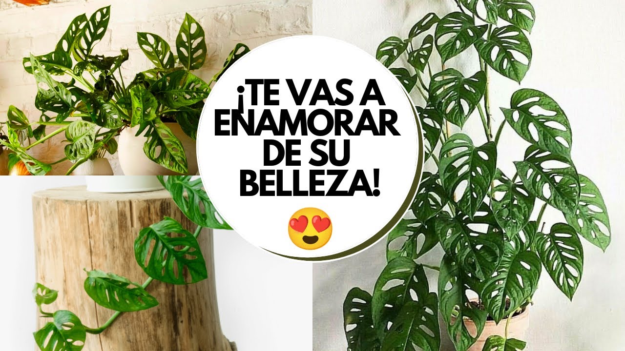 Phone skeleton care / Monstera adansonii care and reproduction