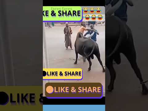 Very funny—bulls hate being ridden, but this rider is even more stubborn than them...!!!