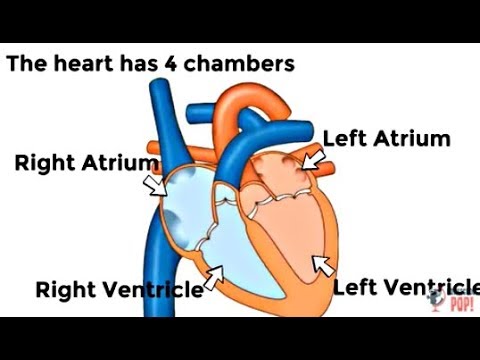 How the Human Heart Works for Kids | Classroom Video