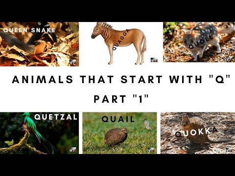 ANIMALS THAT START WITH "Q" | PART "1" | TRIZZLER |