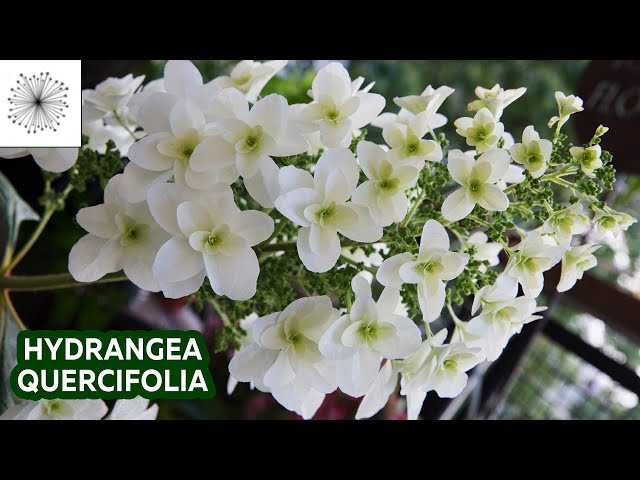 How to pronounce Hydrangea quercifolia | HowToPronounce.com