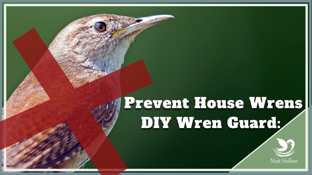 DIY Cardboard Wren Guard Tutorial for Your Bird Nest Boxes