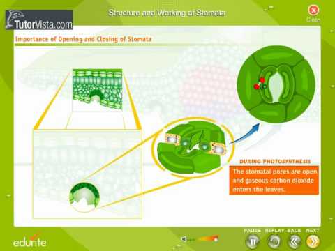 Video on function of stomata – PLANT STOMATA ENCYCLOPEDIA