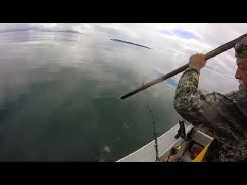 Big Calder Mountain Halibut
