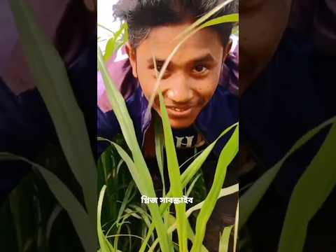 ছোটভাই চালাক #bangla #tamil