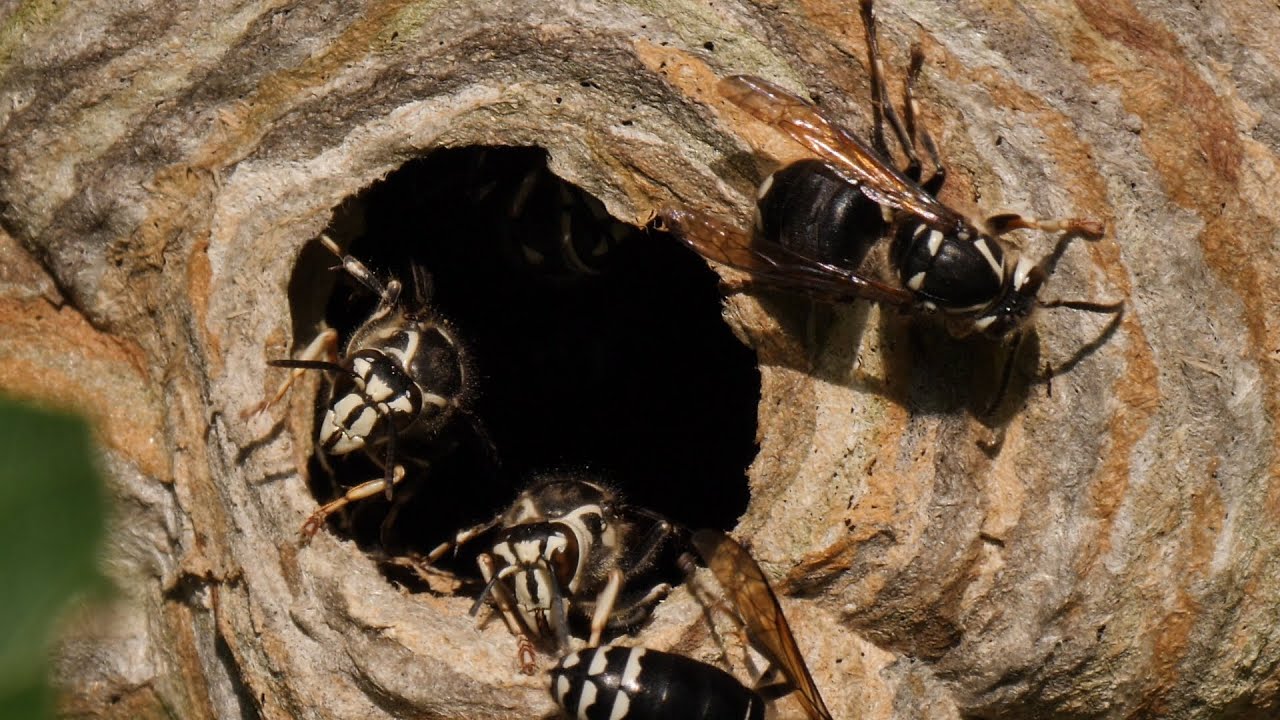 BALD-FACED HORNETS - Dolichovespula Maculata
