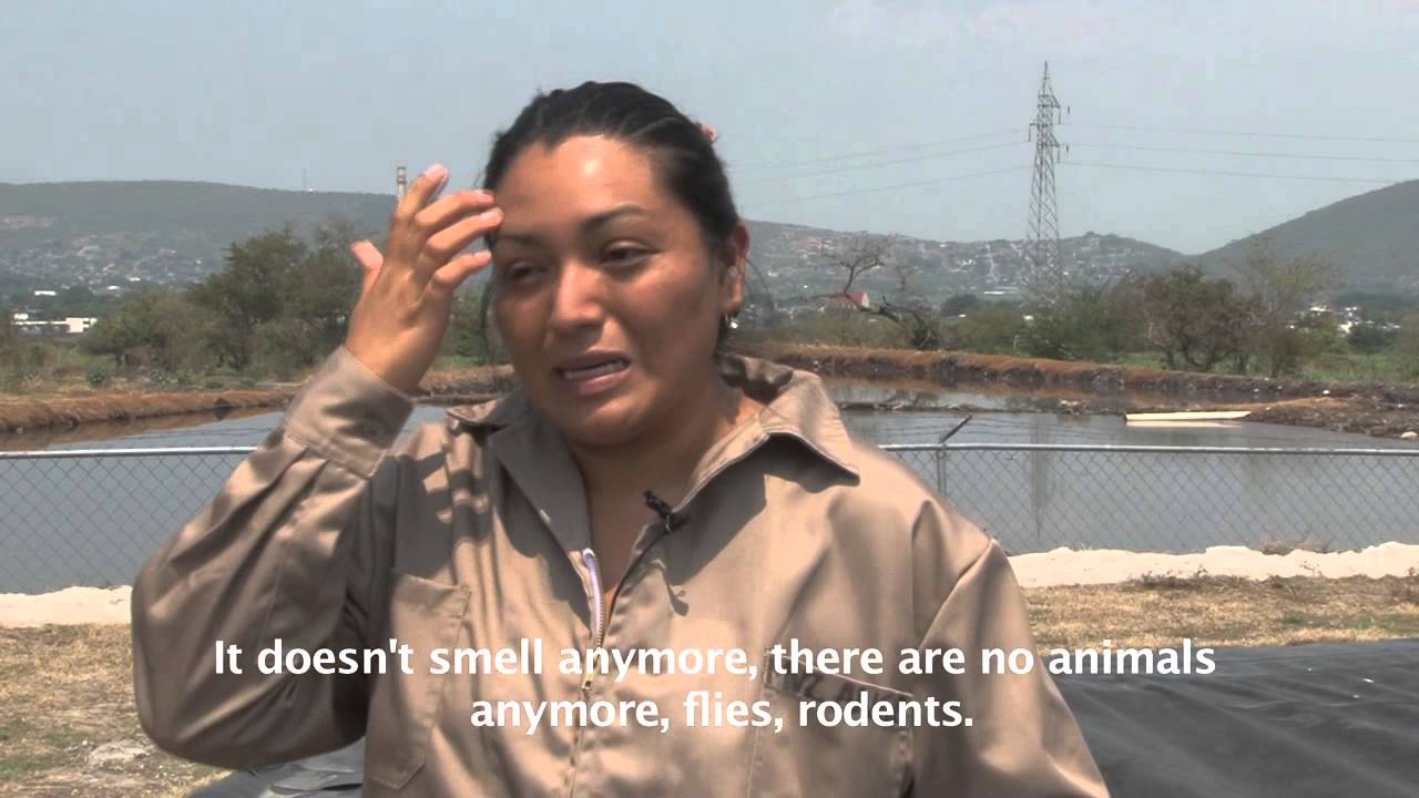 Pig Farm Helps the Environment with Clean Technology