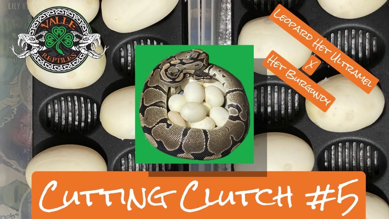 Cutting Ball Python Clutch #5