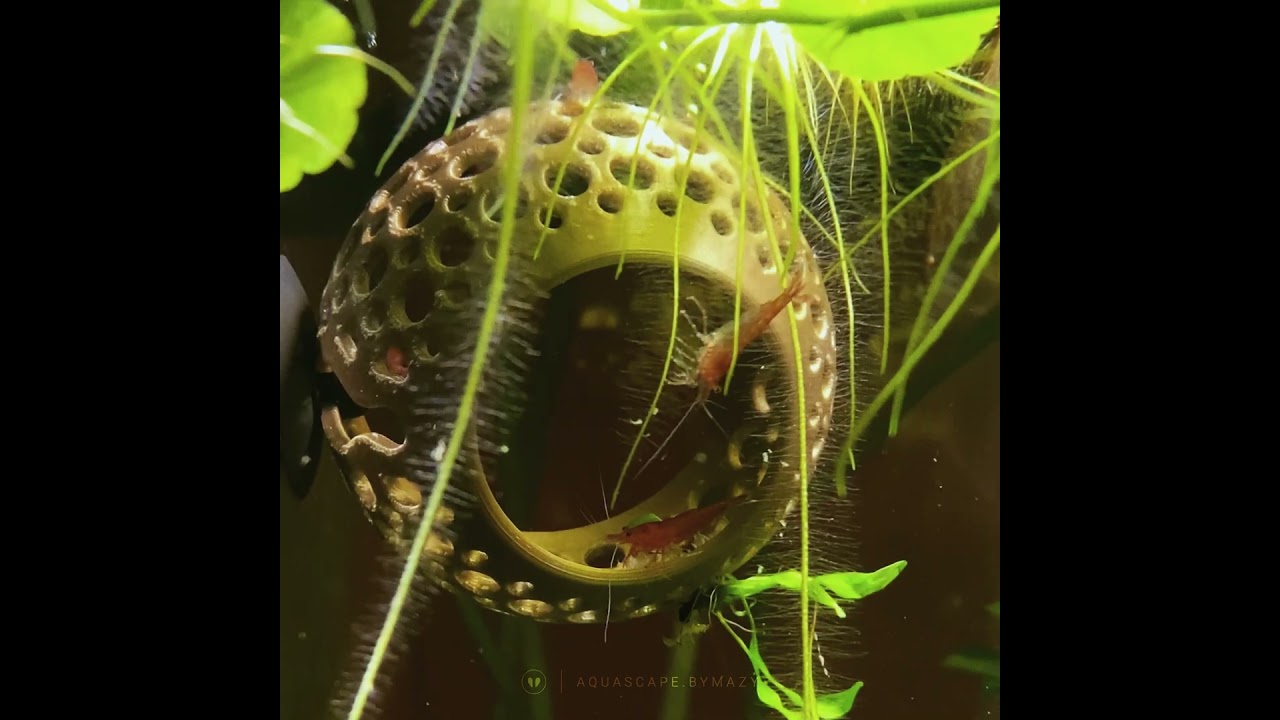 Cave Lounge Hideout Aquarium Decoration for Betta, Fish, Shrimp to Swim-Through, Hide, Rest byMazy