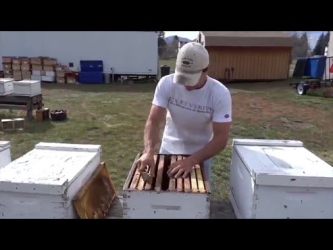 Introducing Honey Bees to Their Hive (Installing a Package of Bees)