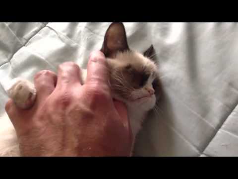 The Original Grumpy Cat - Now hes famous !