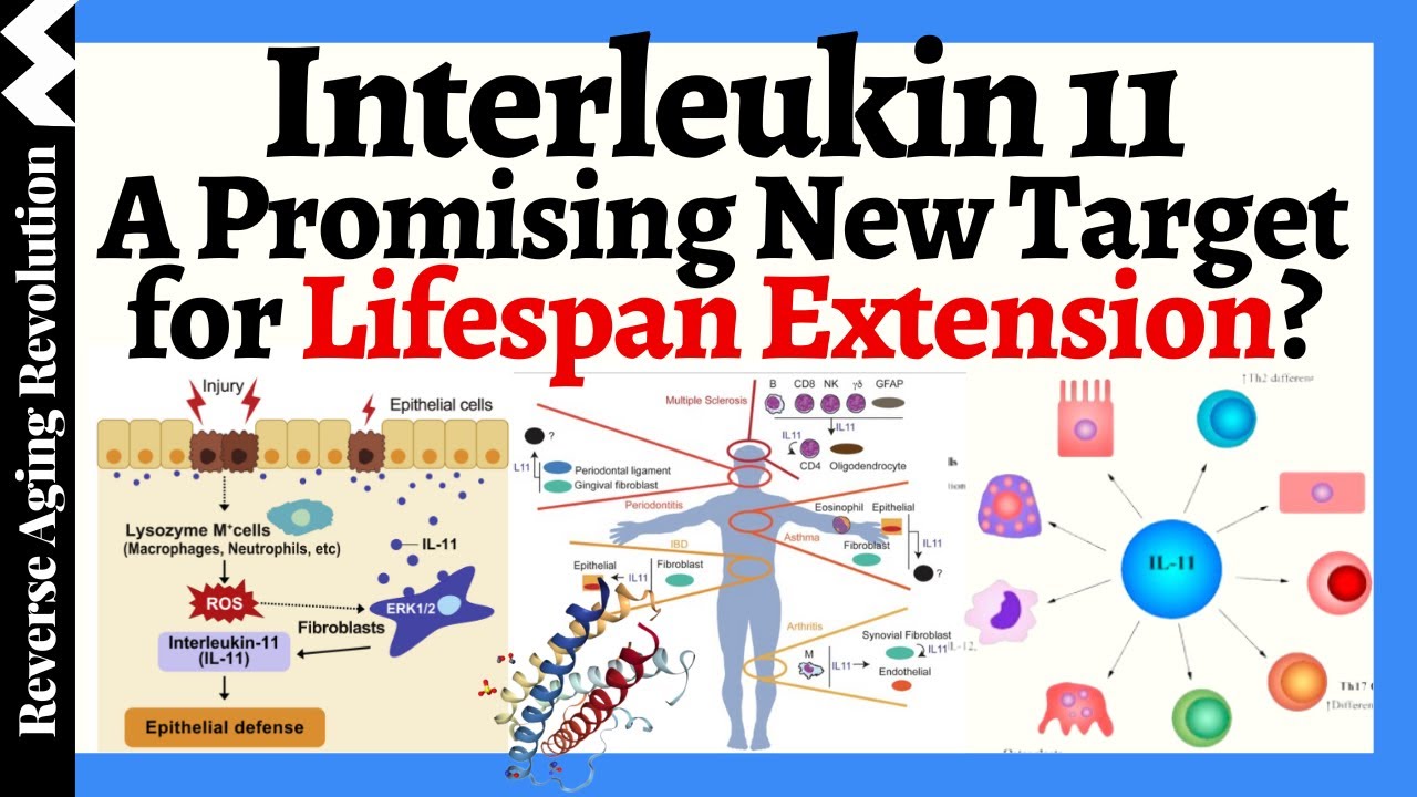 IL-11 : A PROMISING NEW Target for Lifespan Extension?