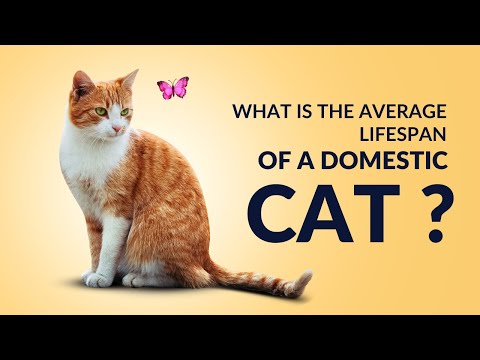 What is the average lifespan of a domestic cat?