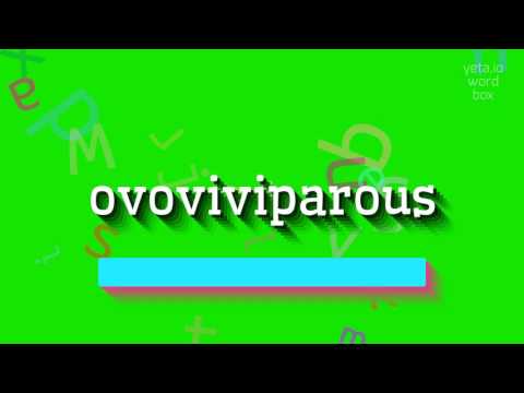 How to say "ovoviviparous"! (High Quality Voices)