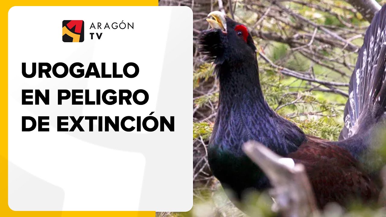 El urogallo pirenaico a punto de estar en peligro de extinción